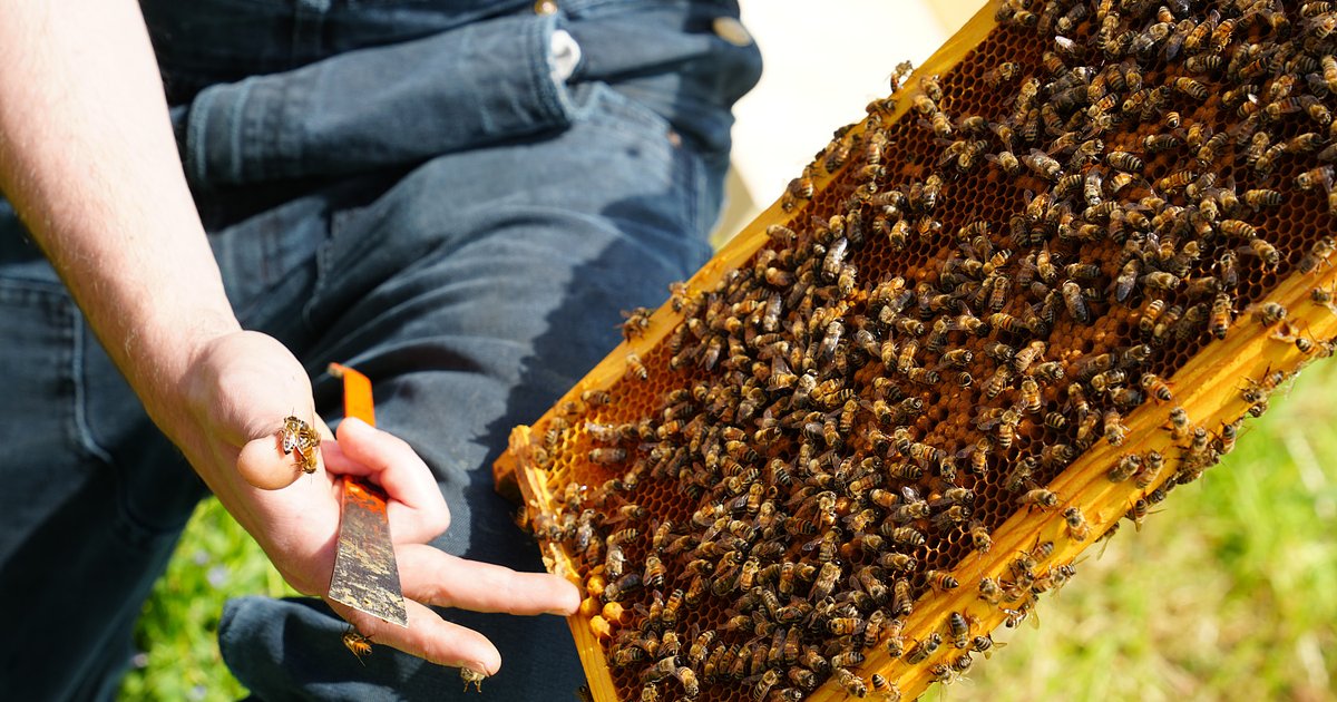 From Goats to Beehives: How Toronto's Cemeteries Are Becoming Green ...
