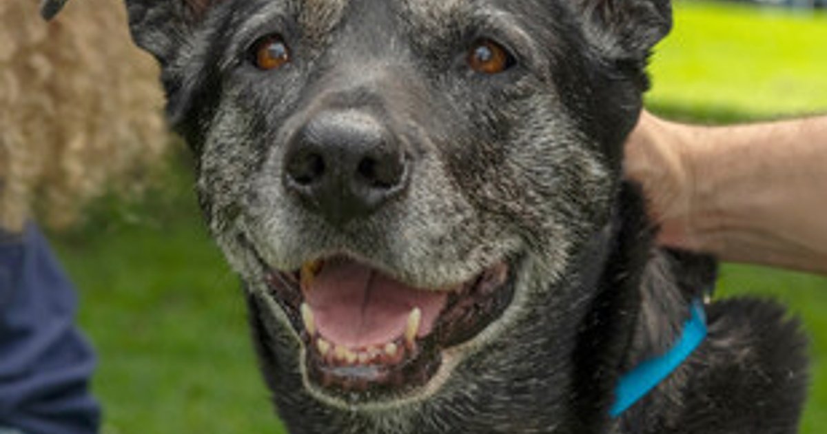 The Silent Crisis: Why Big Dogs Are Being Left Behind in U.S. Shelters ...