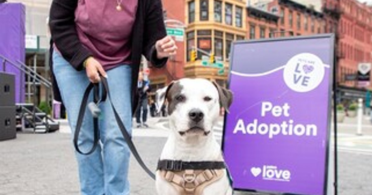 Beyond the Block Party: Petco's Strategic Play in NYC's Animal Crisis ...