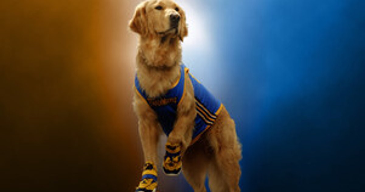 Air Bud Returns: A Nostalgic Slam Dunk for a New Generation ...