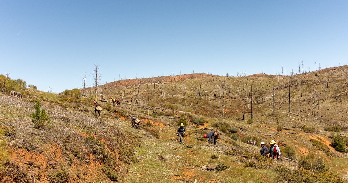 Manulife's 'Smart Forests' Use Tech to Fight Greenwashing Claims ...